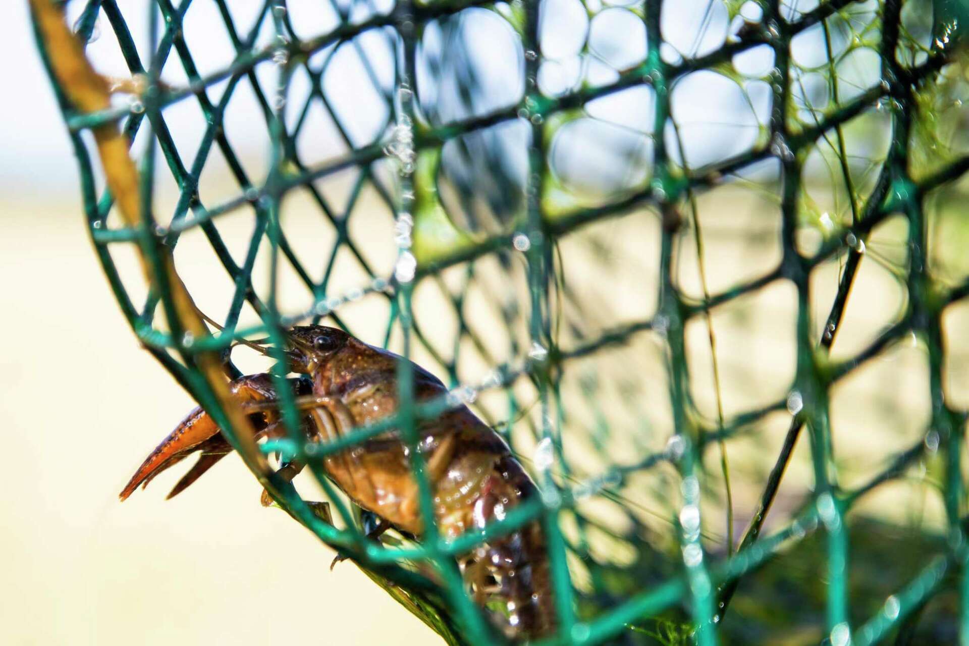 Growing appetite for crawfish has Texas rice farmers hooked