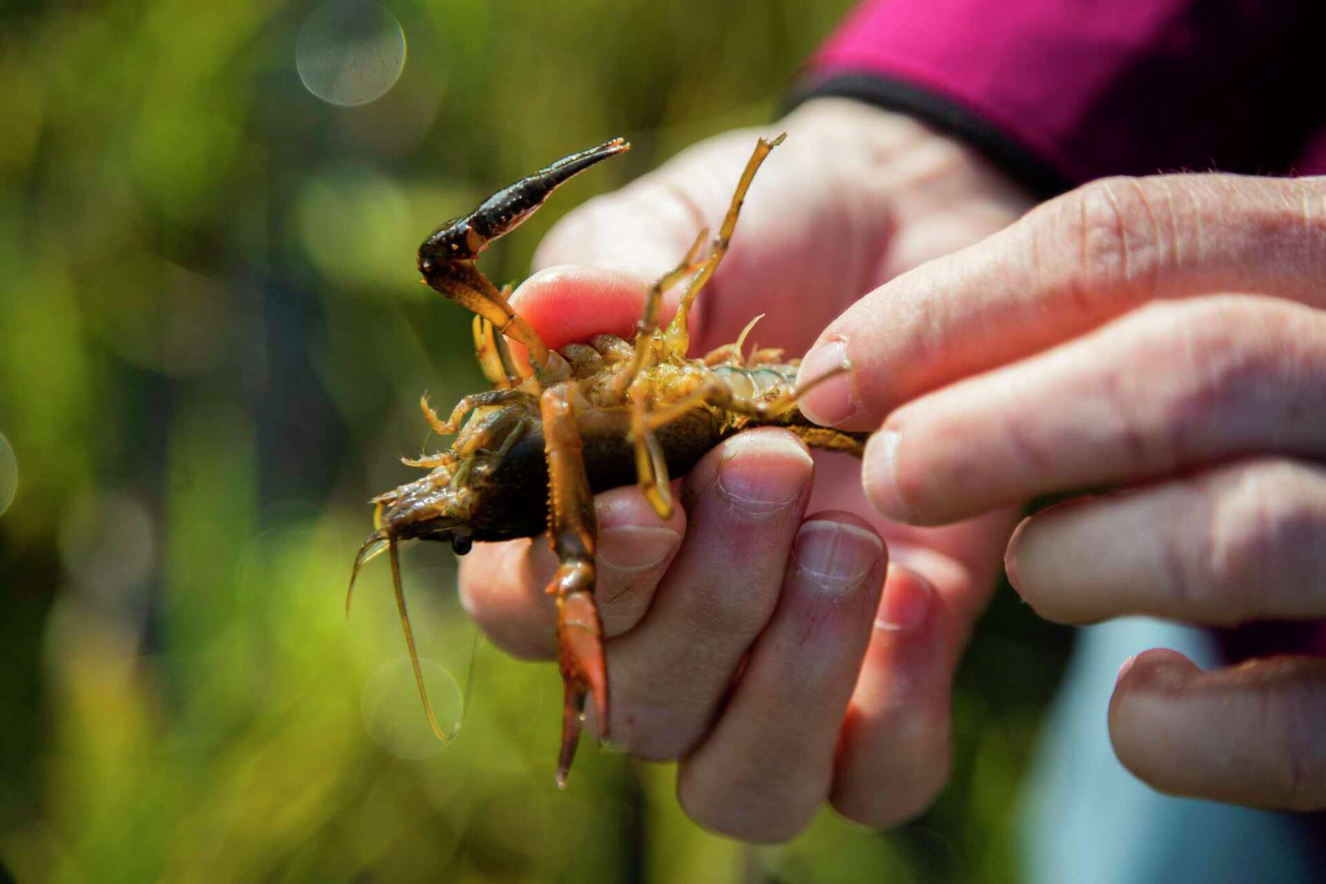 Growing appetite for crawfish has Texas rice farmers hooked