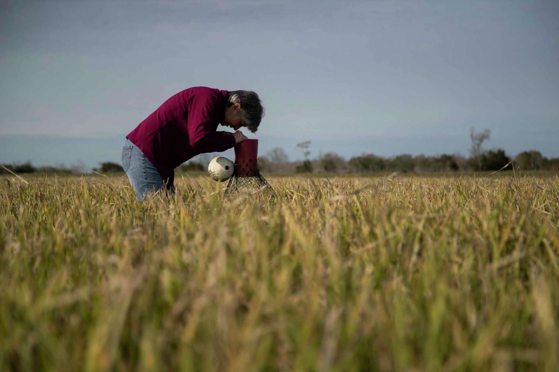 Growing appetite for crawfish has Texas rice farmers hooked