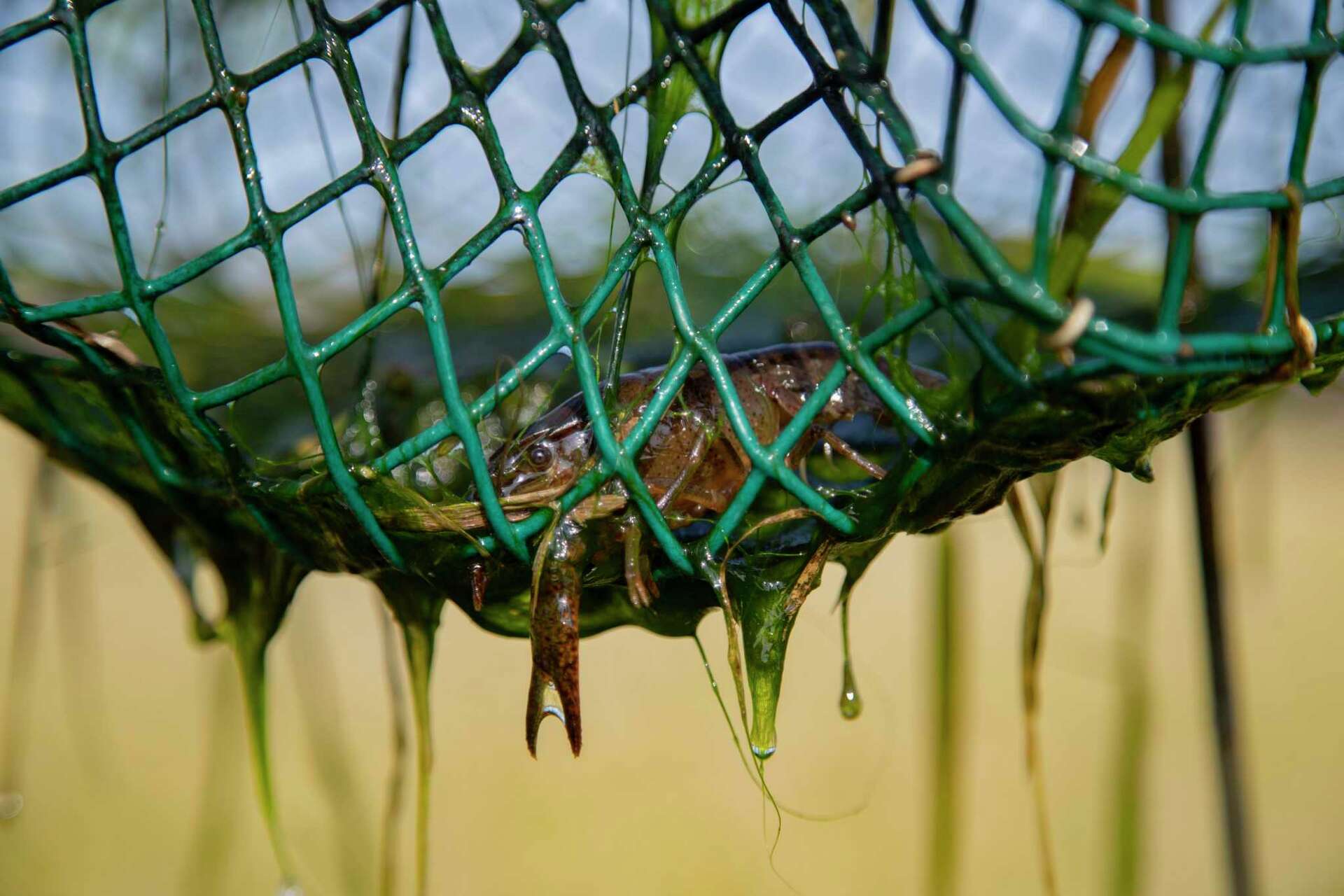 Growing appetite for crawfish has Texas rice farmers hooked
