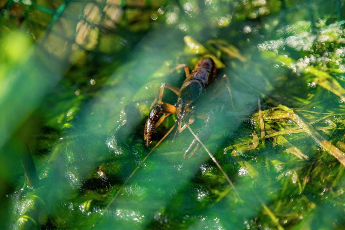 Growing appetite for crawfish has Texas rice farmers hooked