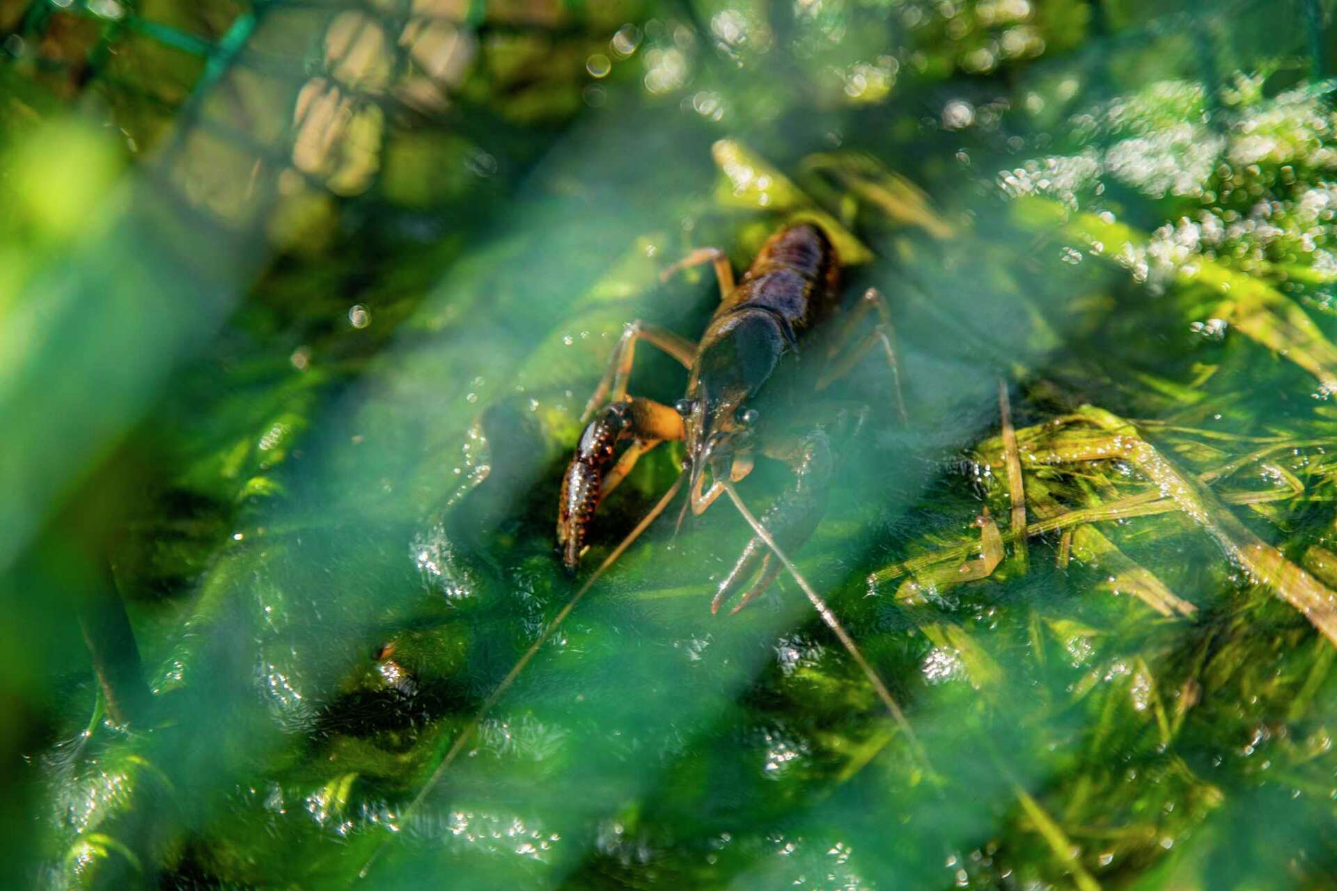 Growing appetite for crawfish has Texas rice farmers hooked