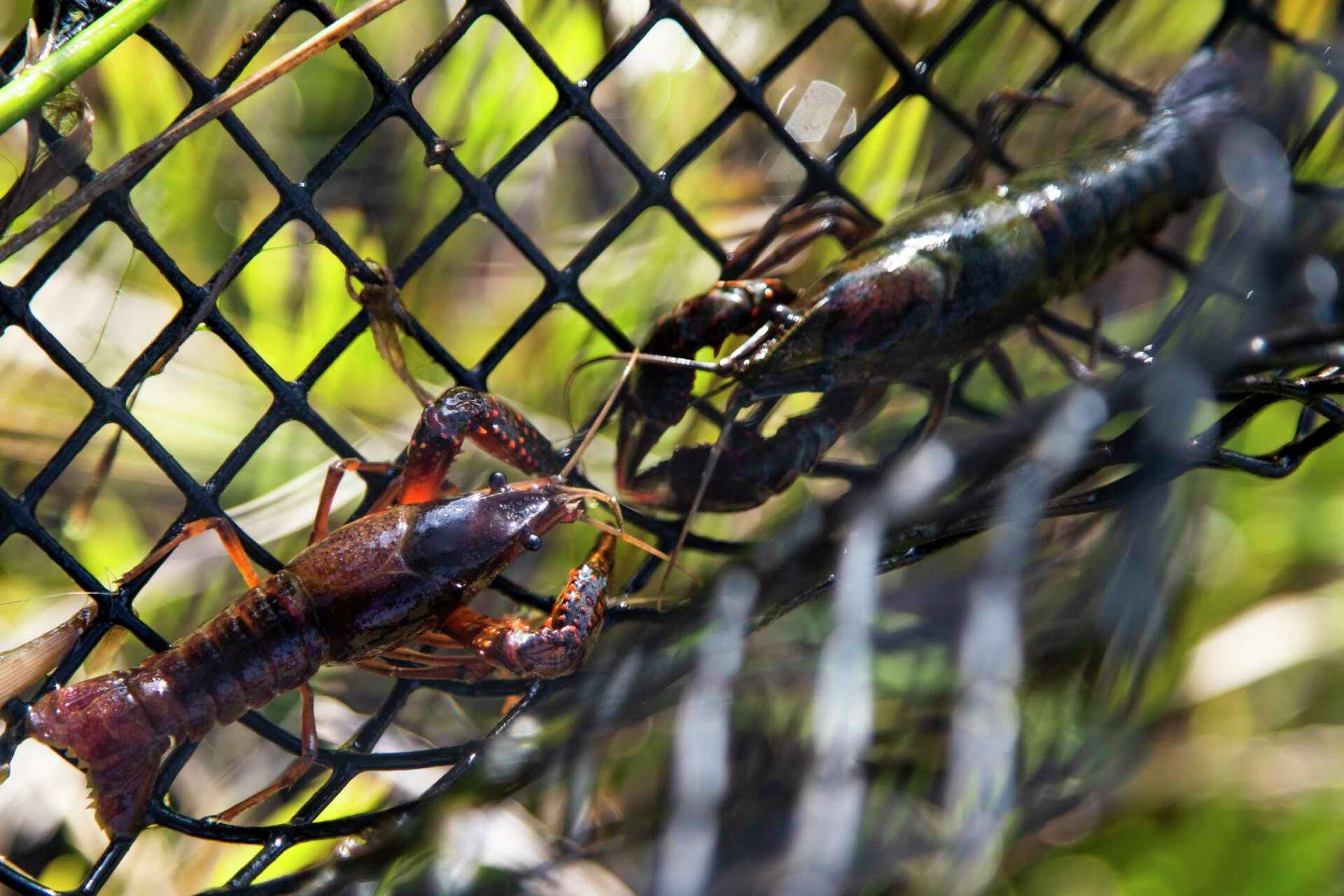 Growing appetite for crawfish has Texas rice farmers hooked