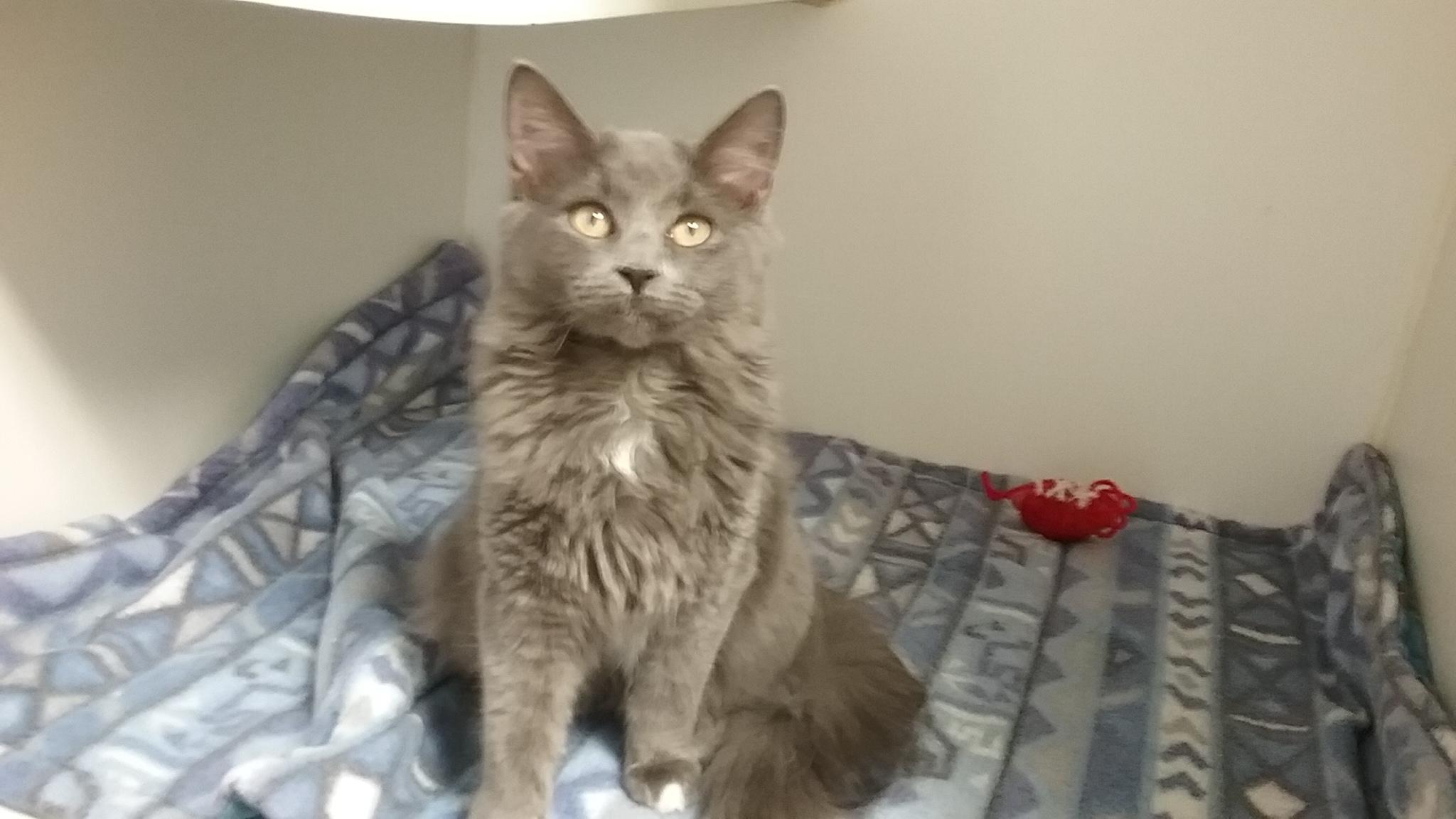 Six-month kitten available for adoption