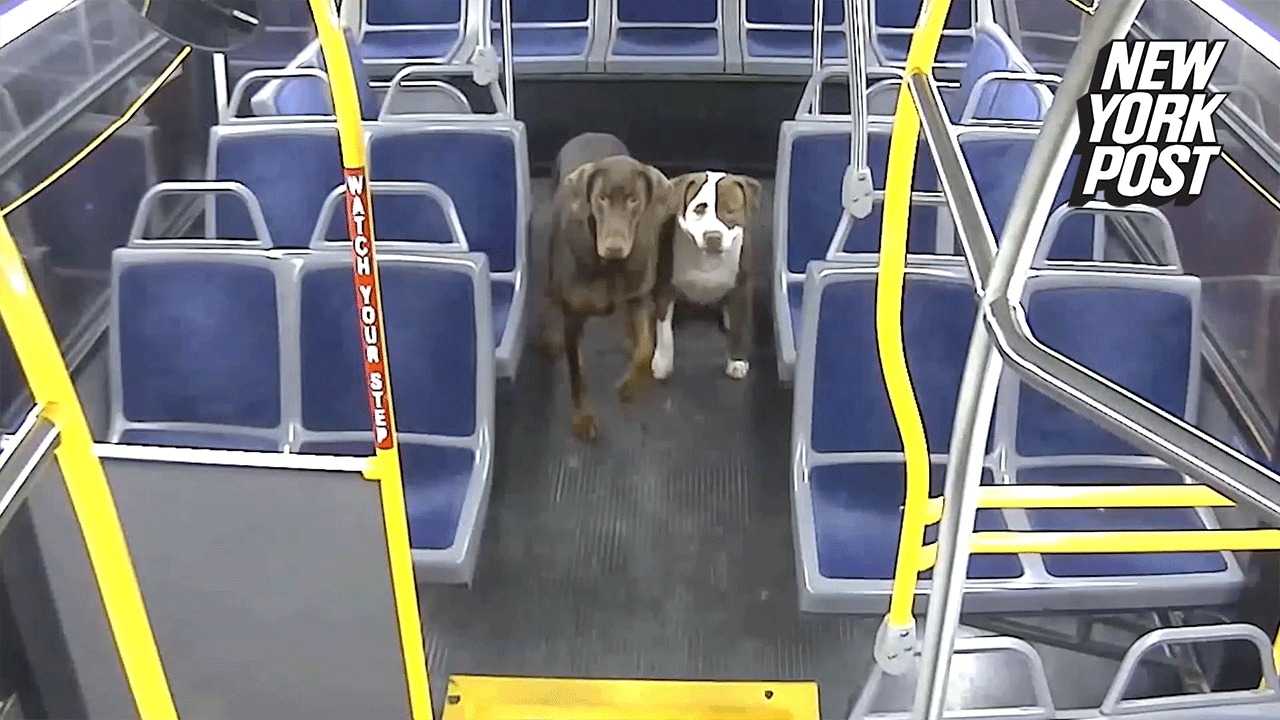 Bus driver helps two dogs get 'home for the holidays'