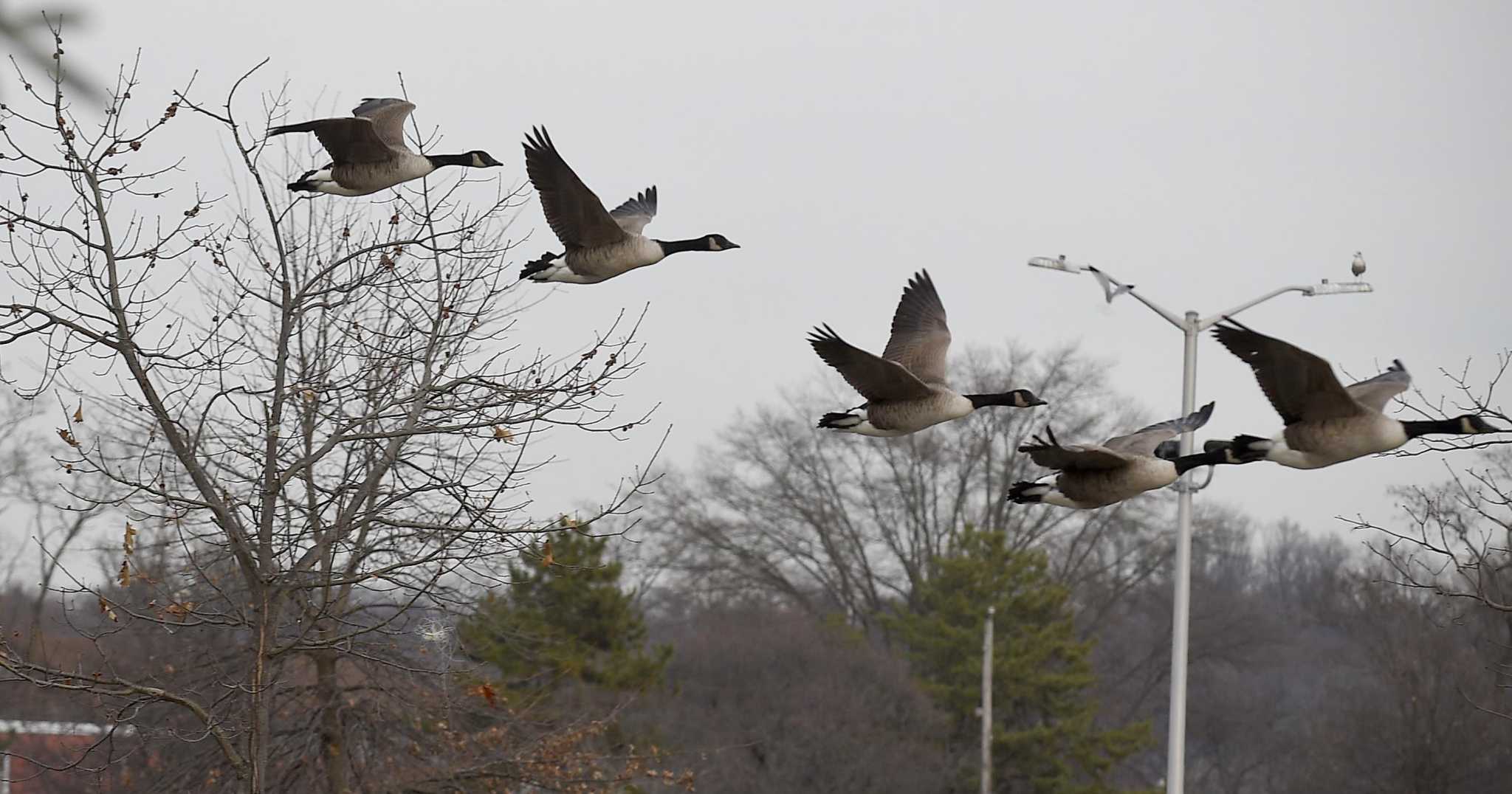 Bird flu killing off geese in Meriden, Connecticut officials say