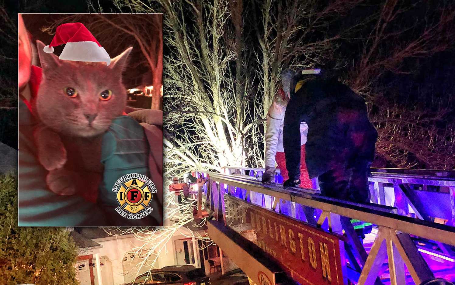 Firefighters rescue cat named Cayenne and his owner from tree