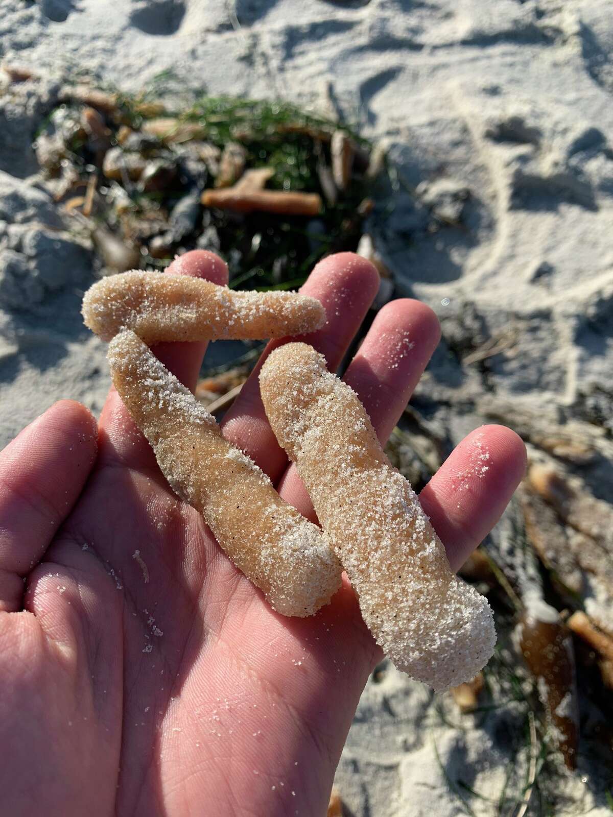 Thousands of 'sea pickles' wash up on Monterey Bay beach