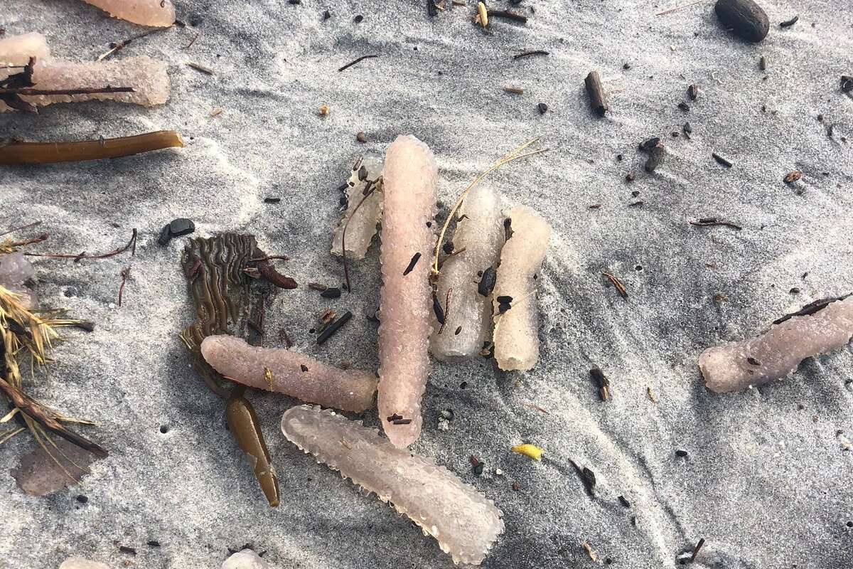 Thousands of 'sea pickles' wash up on Monterey Bay beach