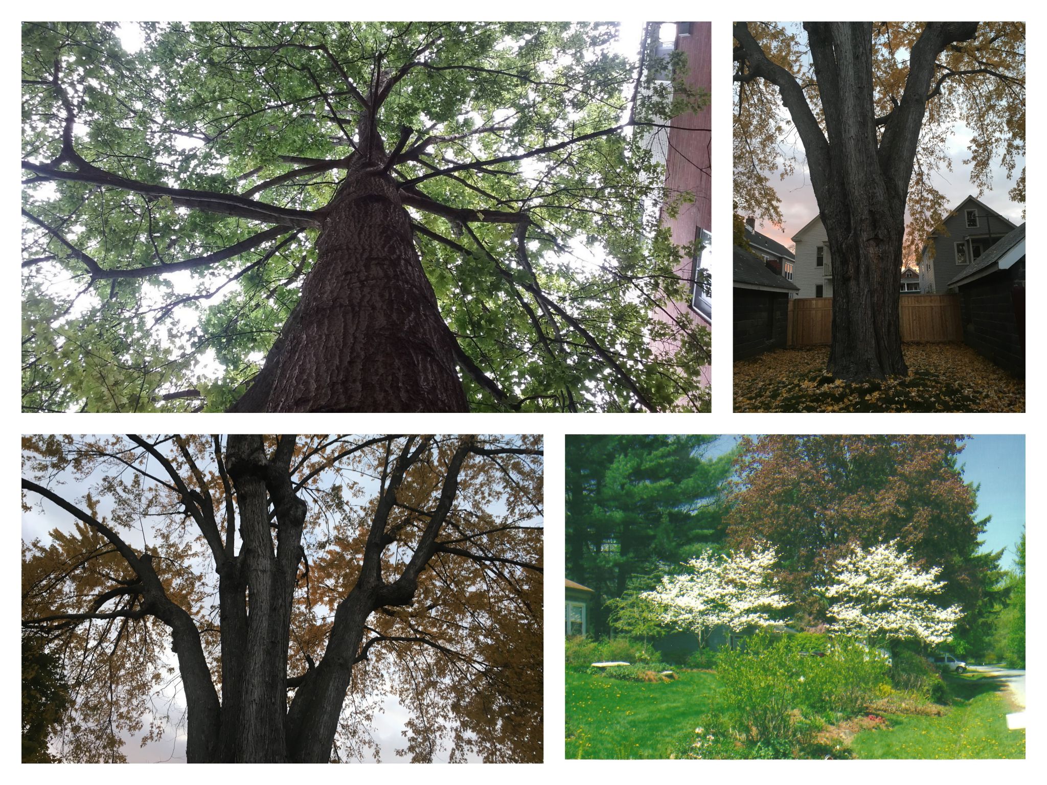 You could see your favorite tree in the Times Union