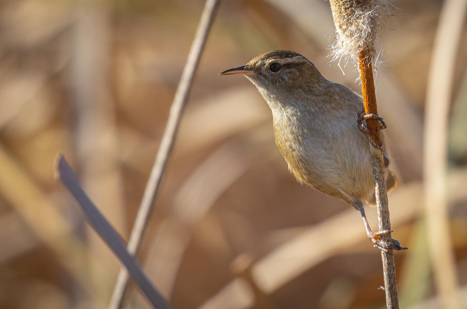 Winter birds of Big Bend National Park