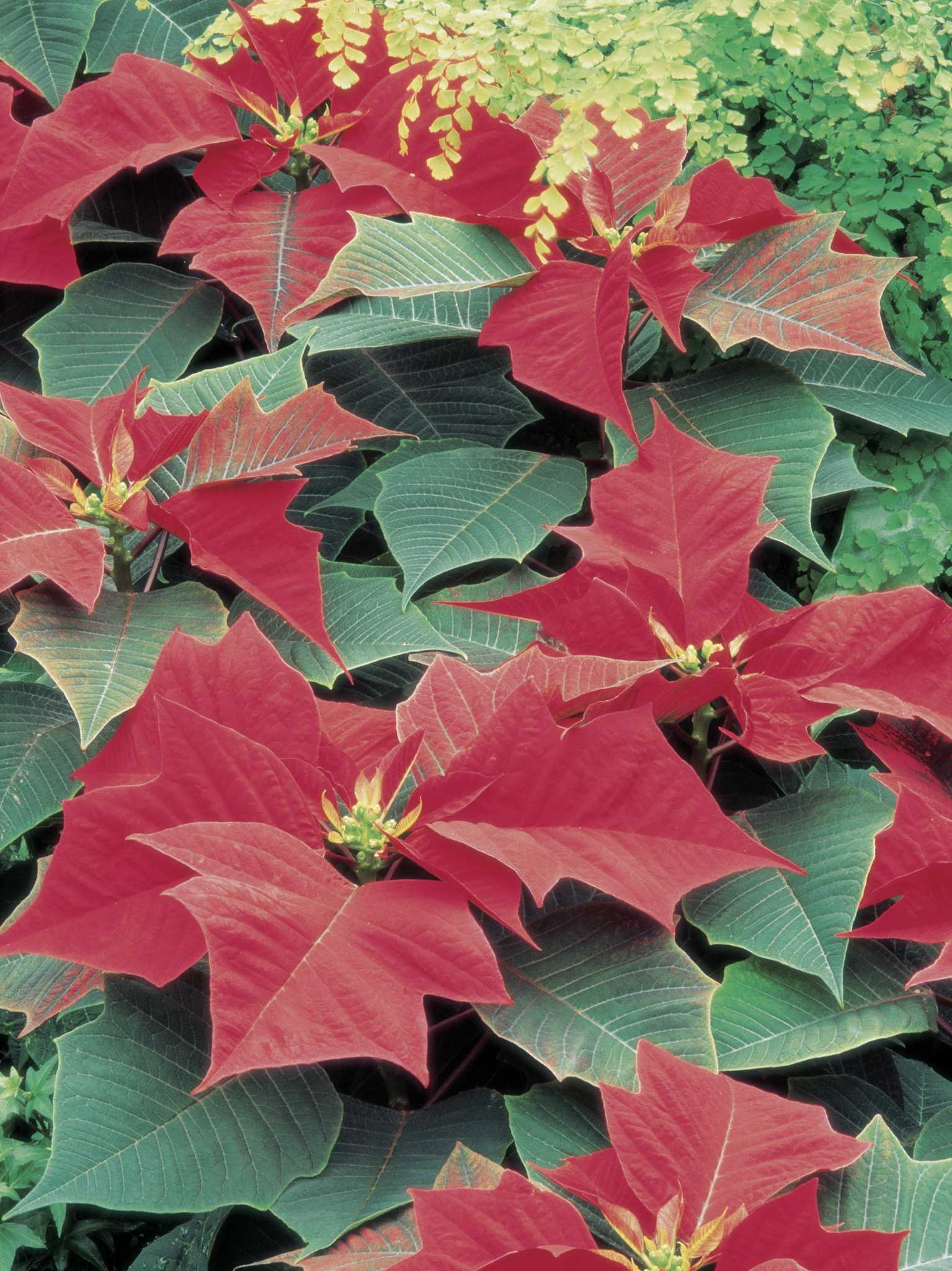 How to keep your poinsettias thriving after the holidays