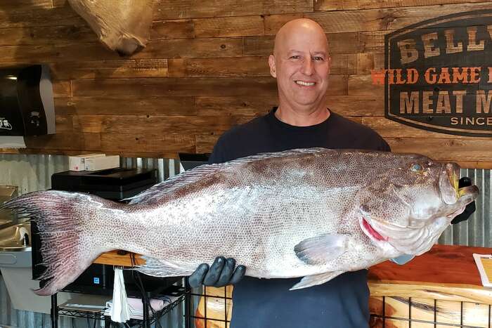 350 Pound American Grouper