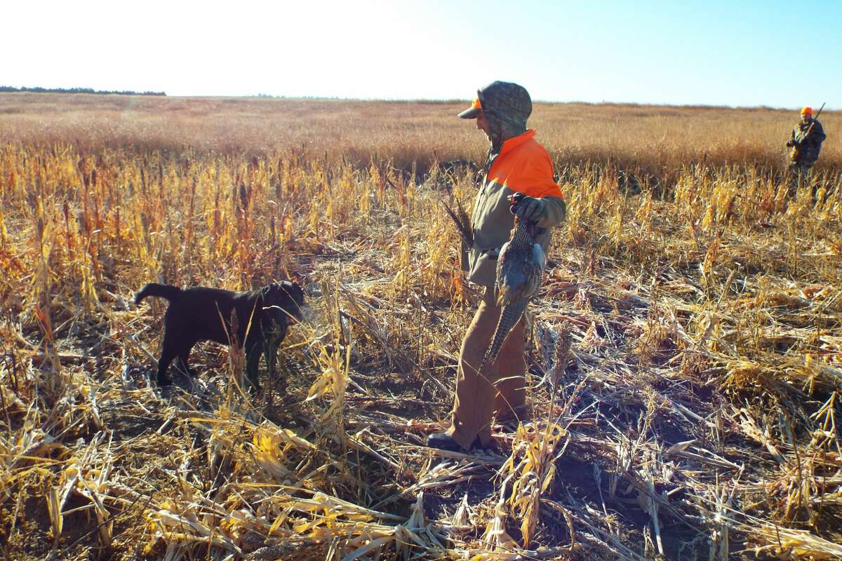 A stroll through a pheasant paradise in Southern Kansas