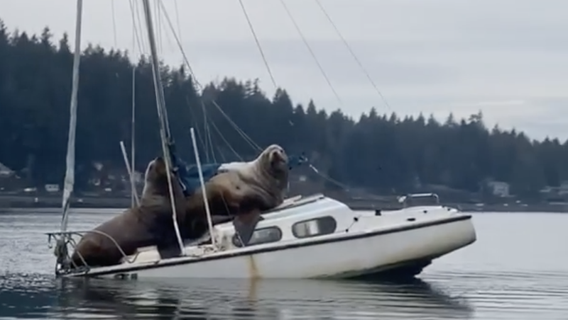 WATCH: Viral video shows two giant sea lions steal, sink small boat