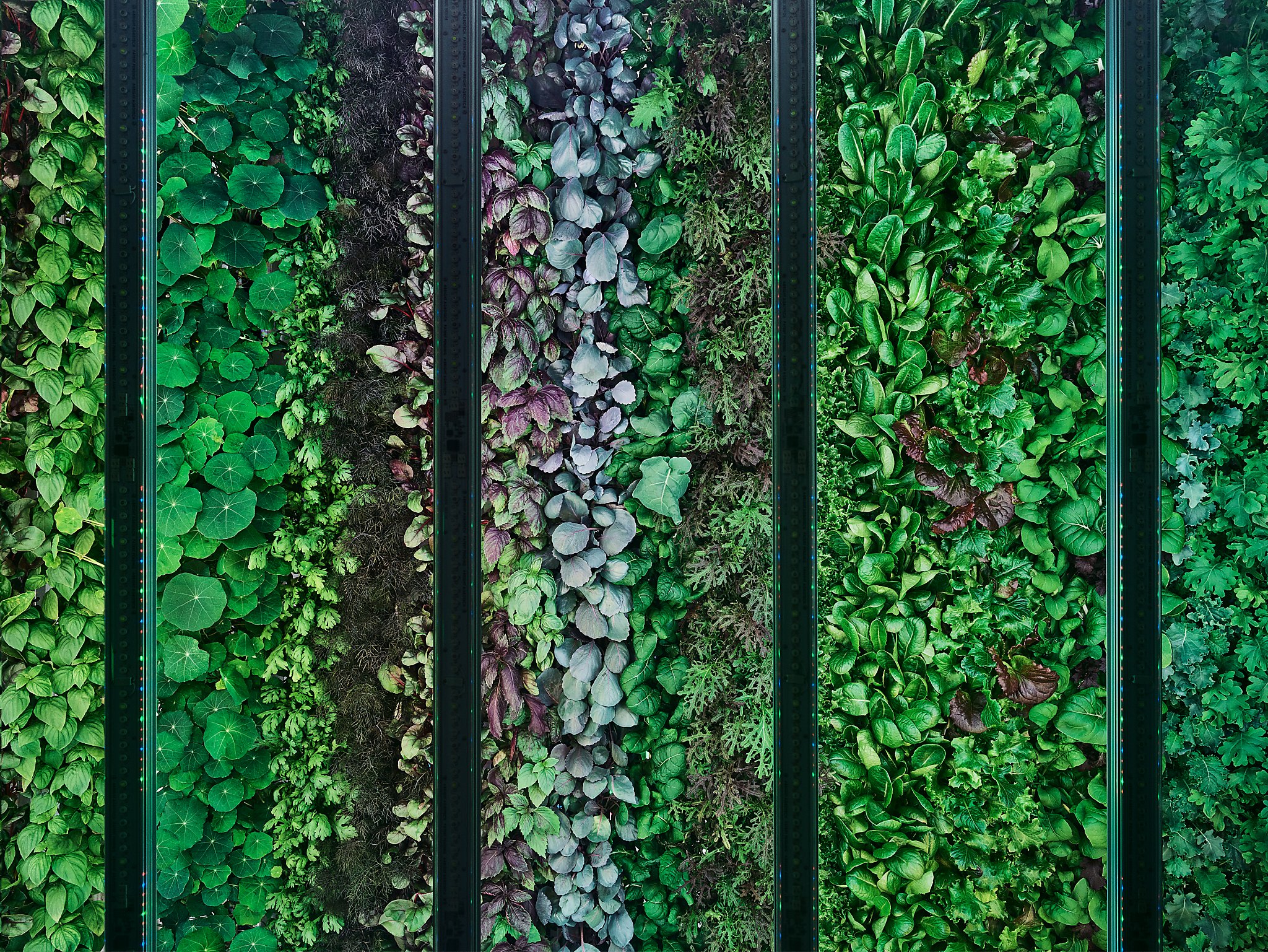 Plenty’s vertically farmed produce hits Safeway, Whole Foods