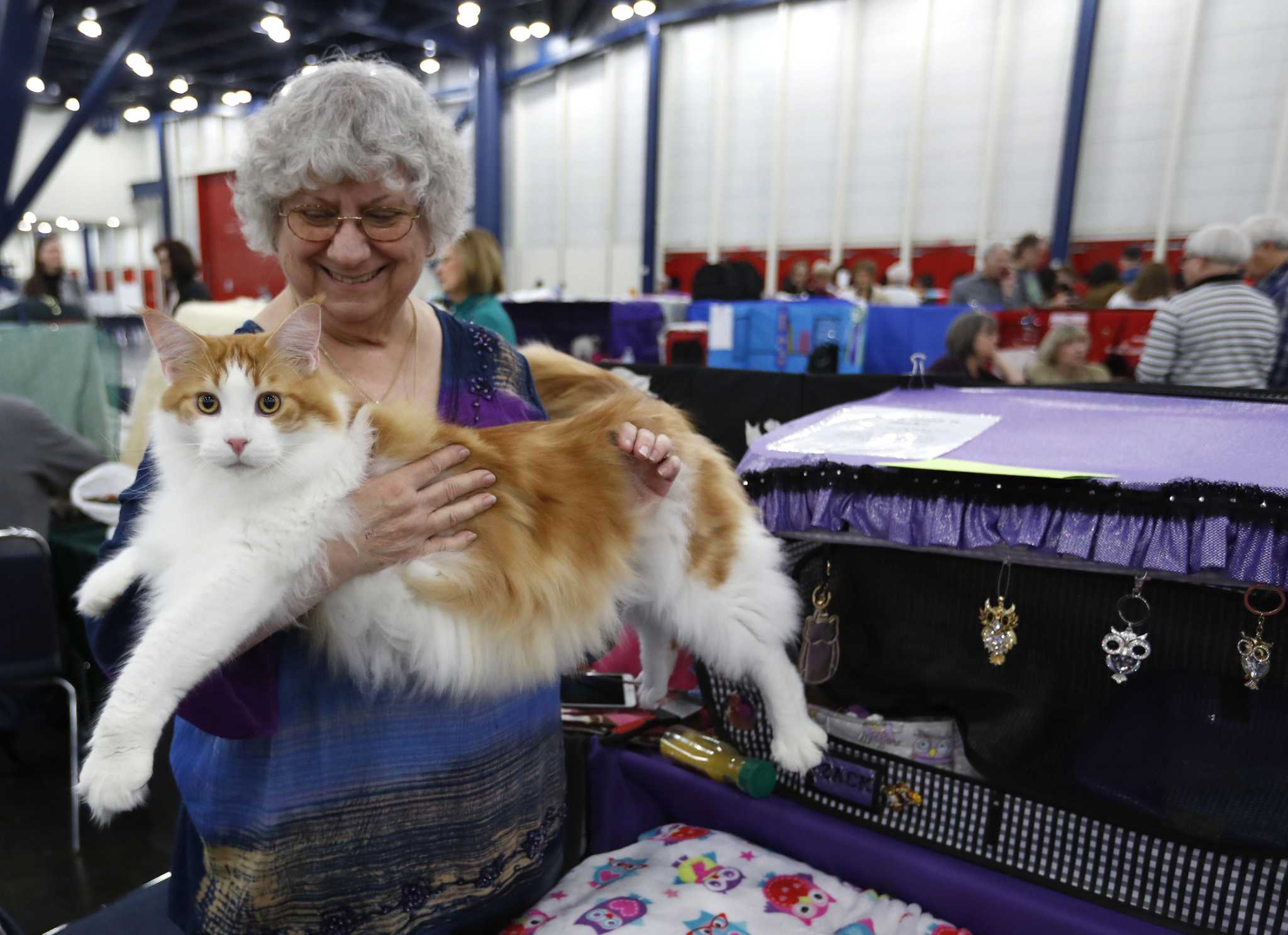 Family Fun: ChocoLoco 5K/10K, Charity Cat Show