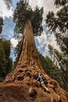 California’s largest private giant sequoia stand saved from development