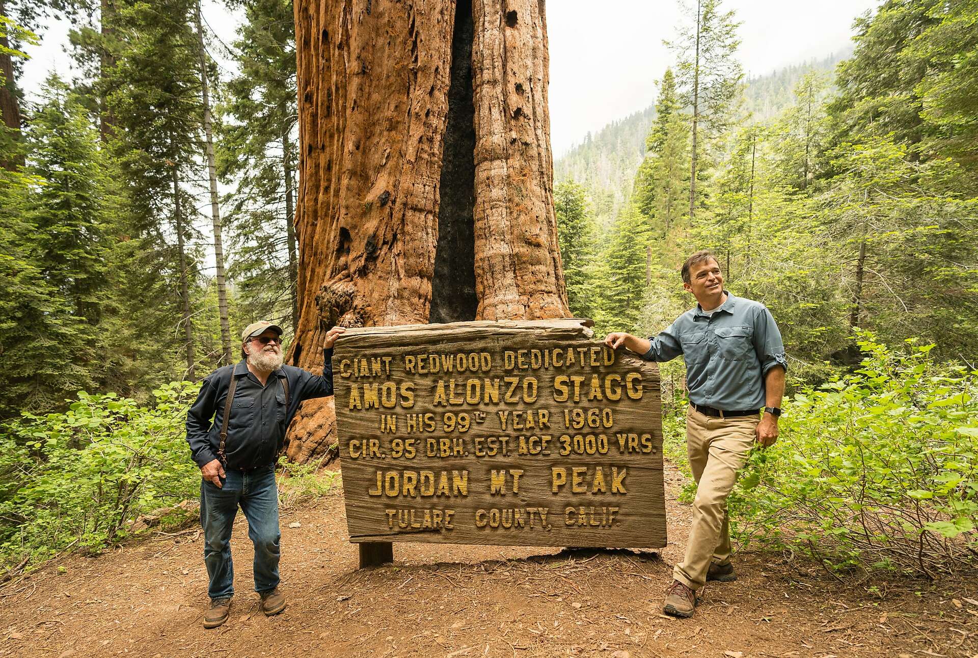 California’s largest private giant sequoia stand saved from development