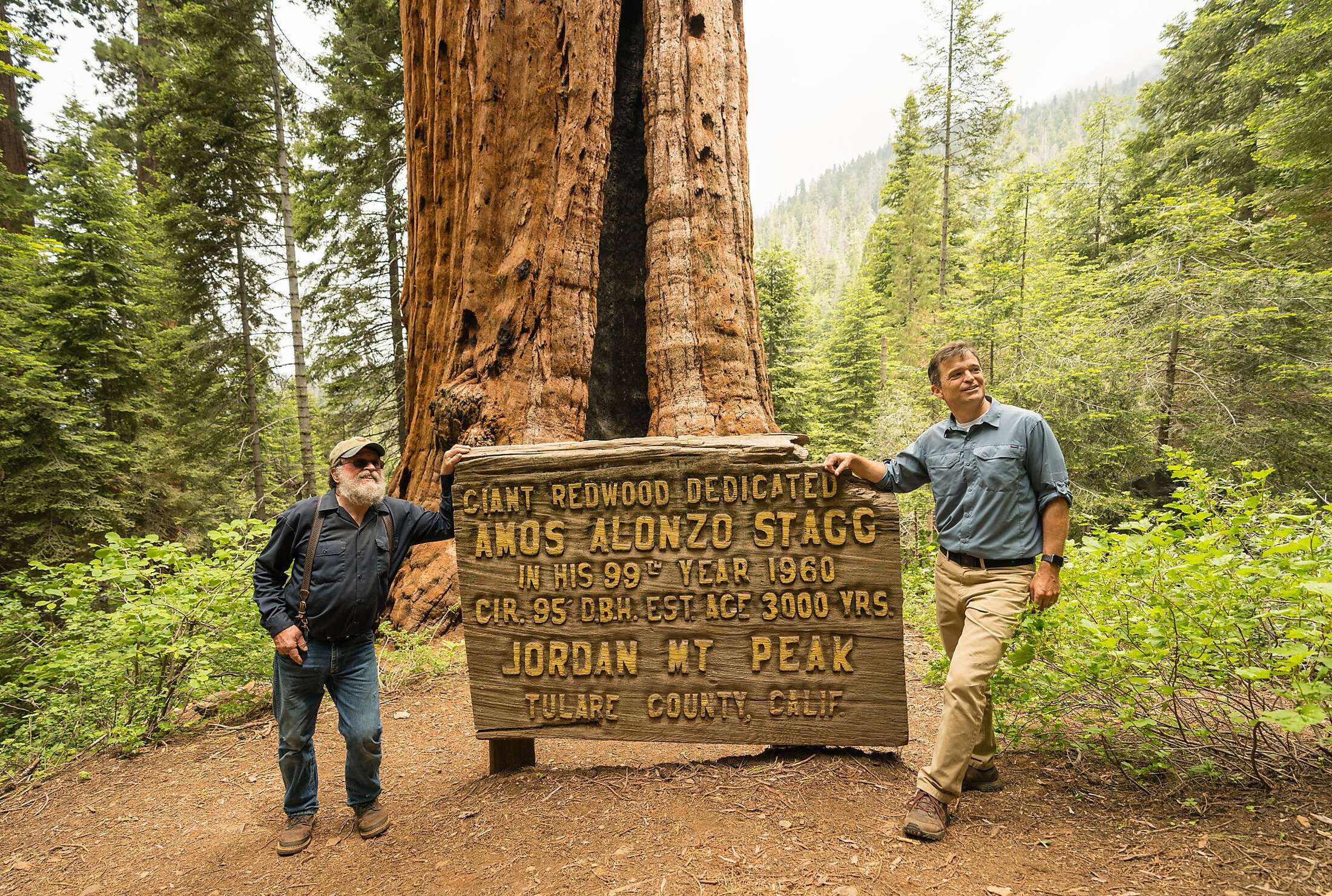California’s largest private giant sequoia stand saved from development