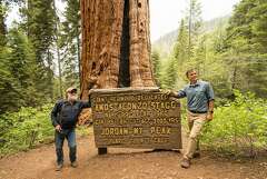 California’s largest private giant sequoia stand saved from development