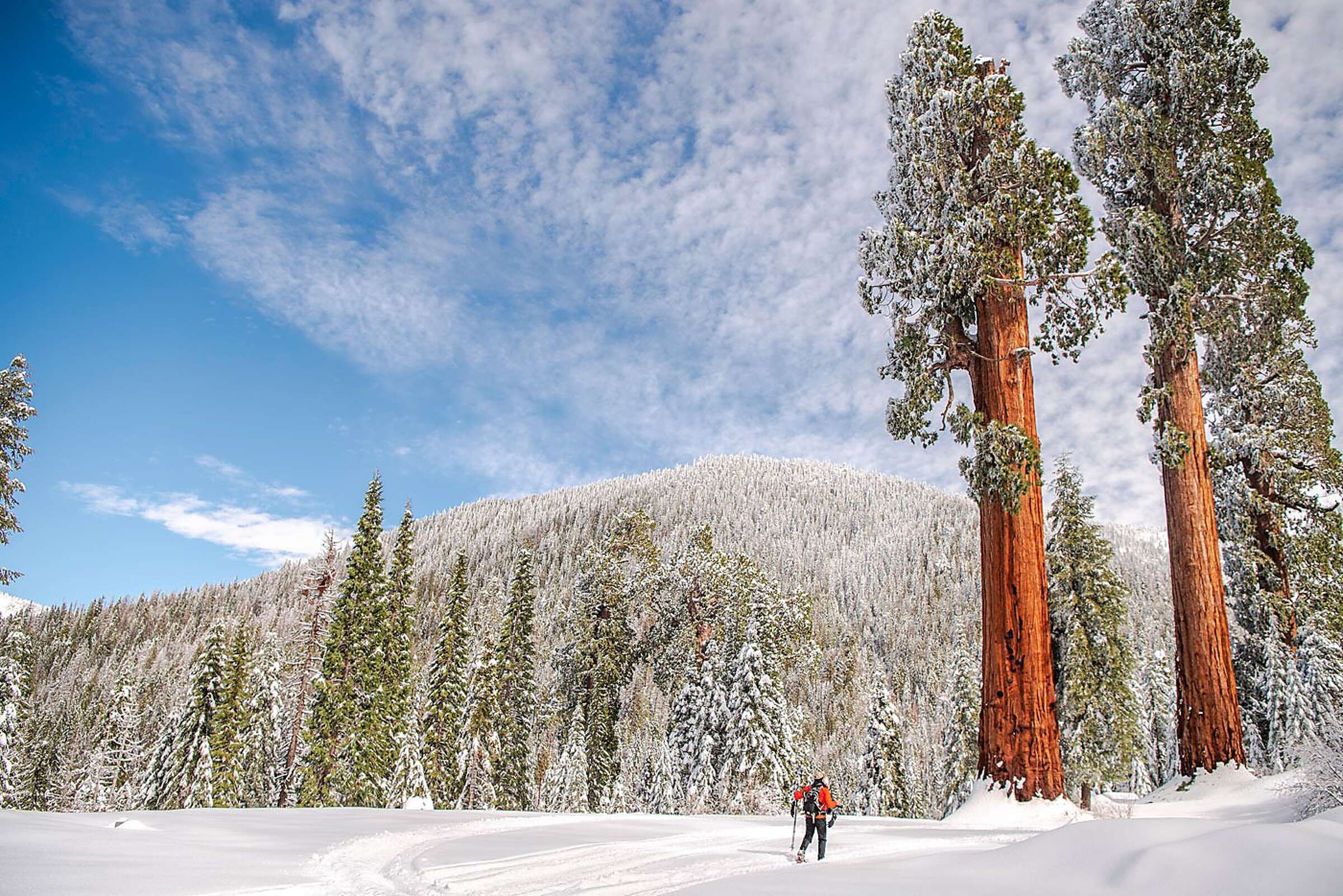 California’s largest private giant sequoia stand saved from development