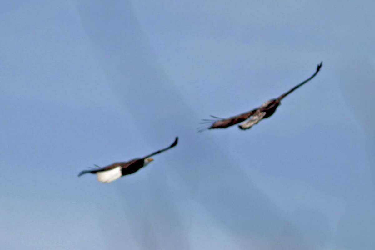 Bald eagle population soaring across Connecticut