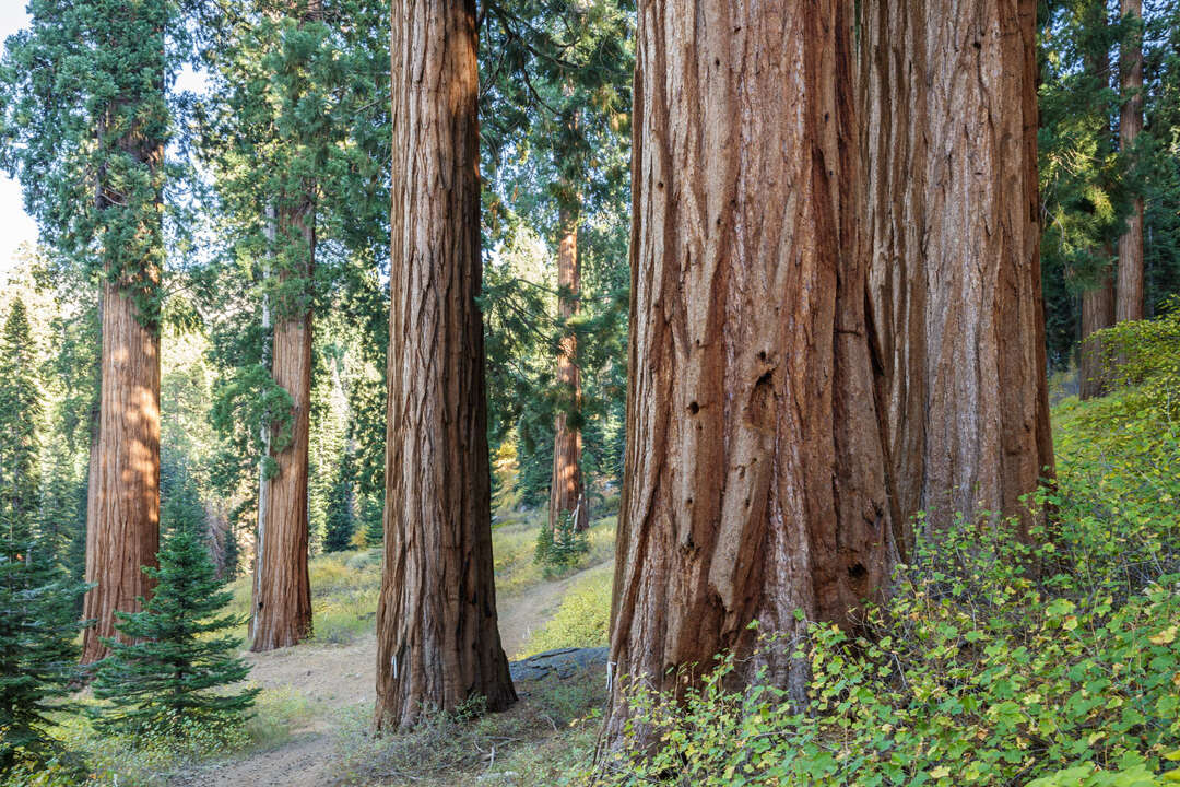 Conservation organization raised $16 million to buy giant sequoia grove