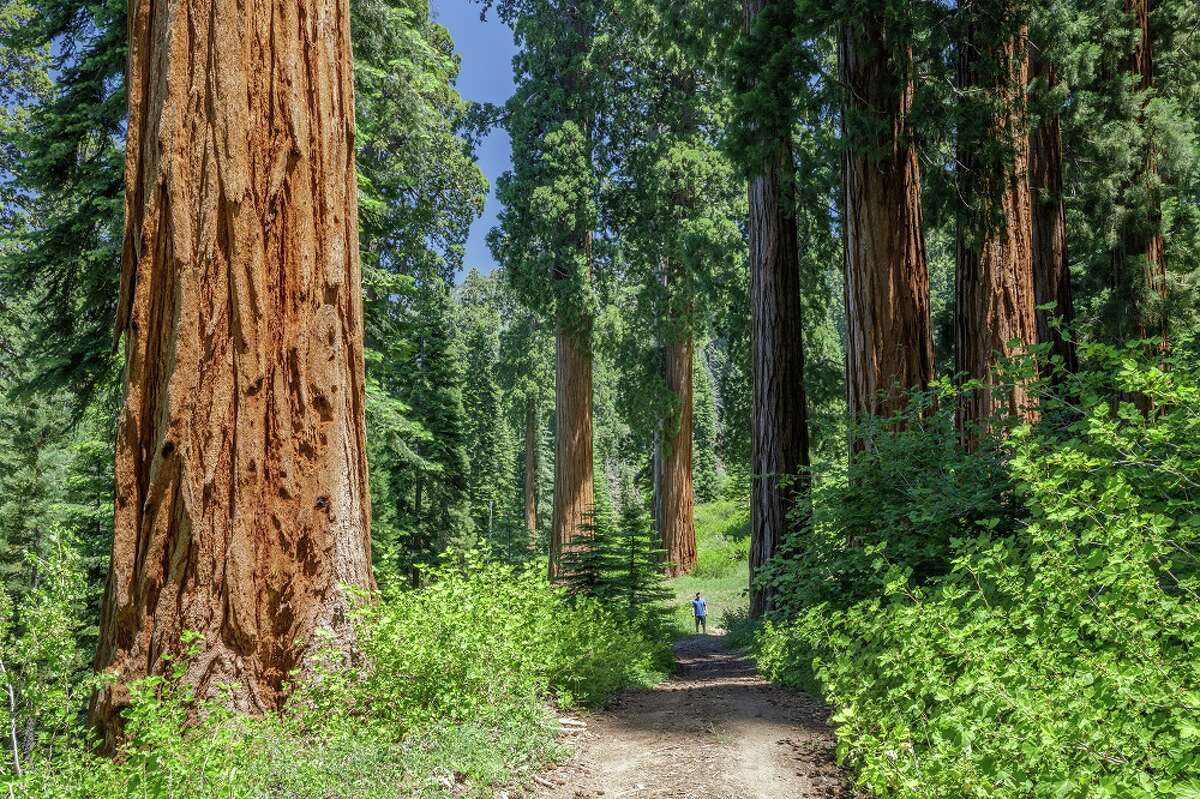 Conservation organization raised $16 million to buy giant sequoia grove