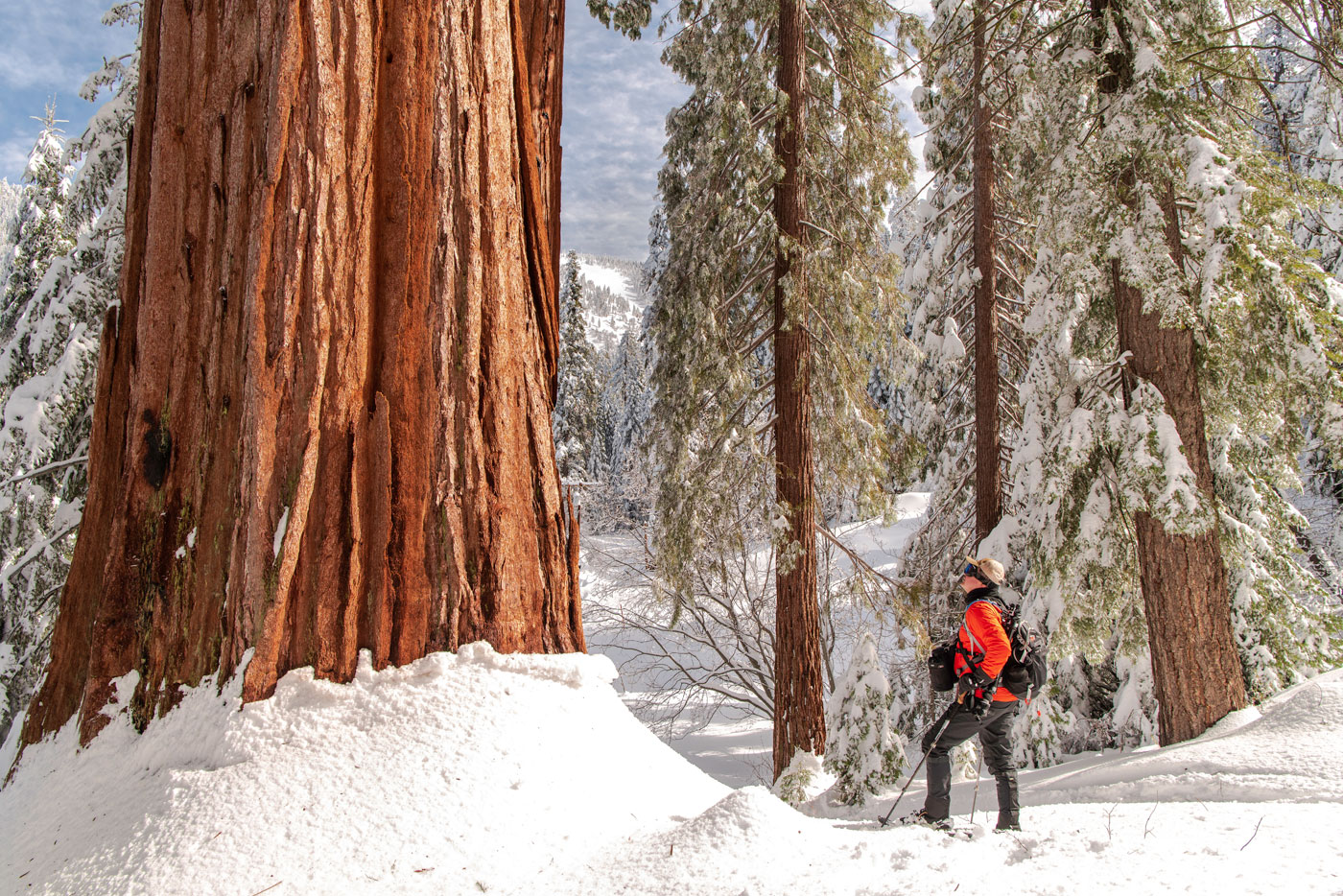 Conservation organization raised $16 million to buy giant sequoia grove