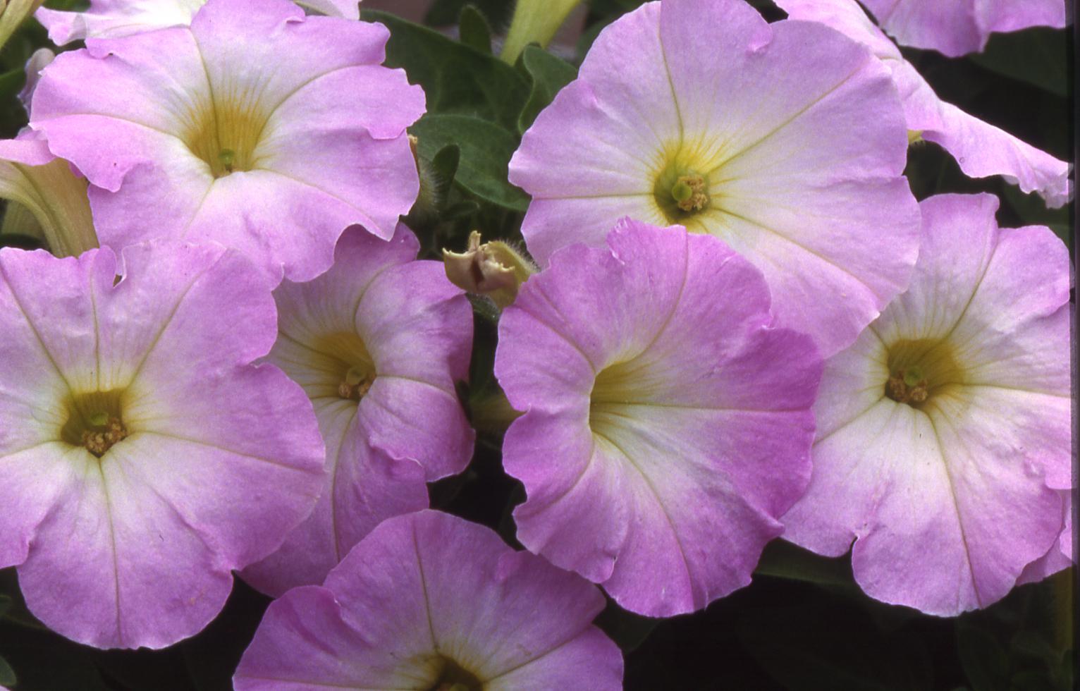 10 SE Texas plants to grow this year and 1 you might not find