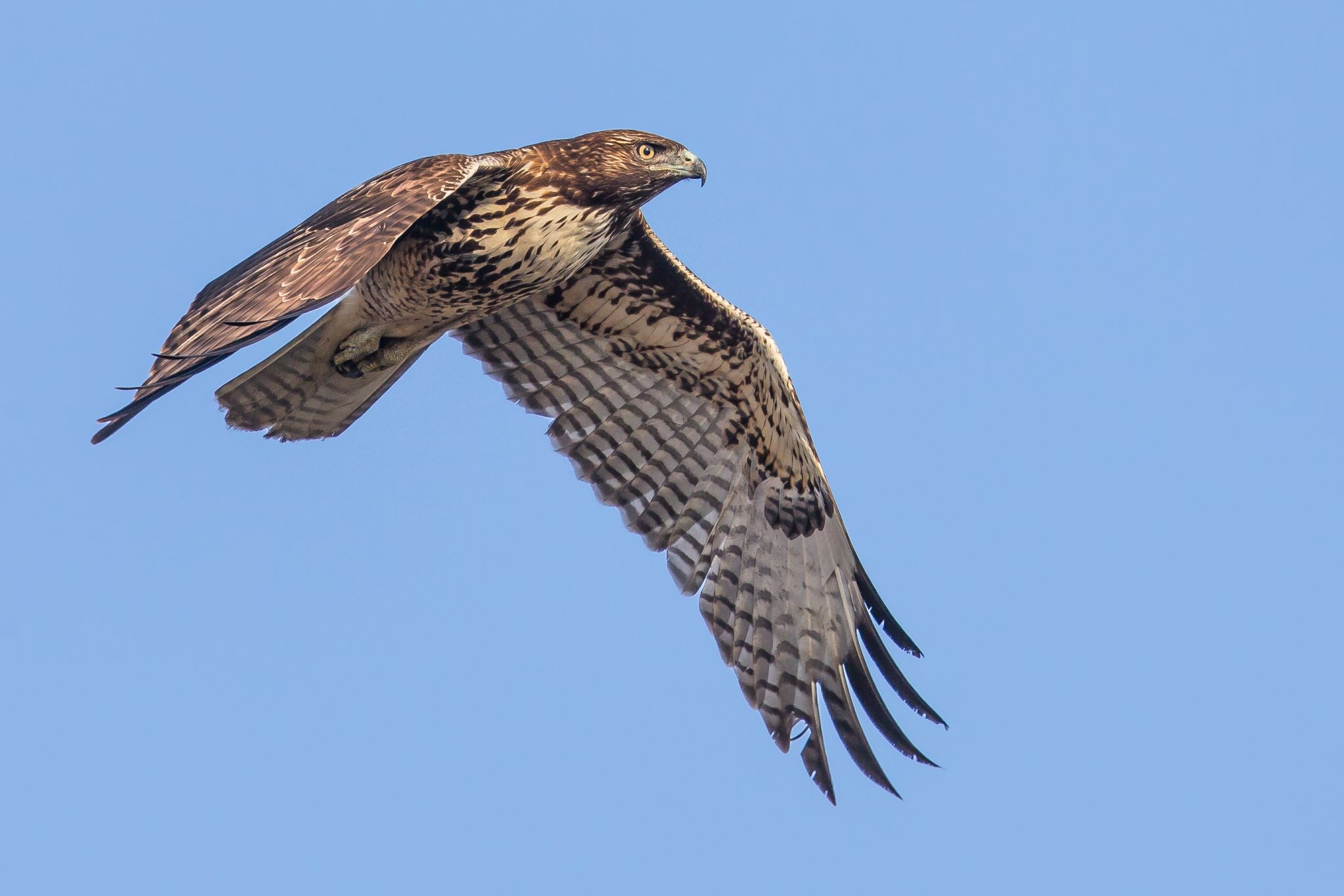 'One-in-a-million incident': The mystery of a dead hawk at Dolores Park
