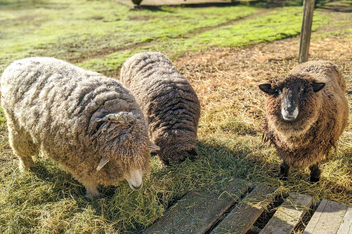 Ireland in our backyard: Why winter is the best time to visit Point Reyes