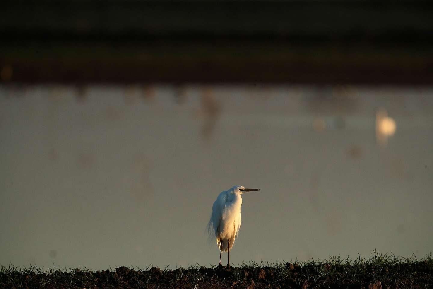 The delta’s sinking islands: A way of life hangs in the balance