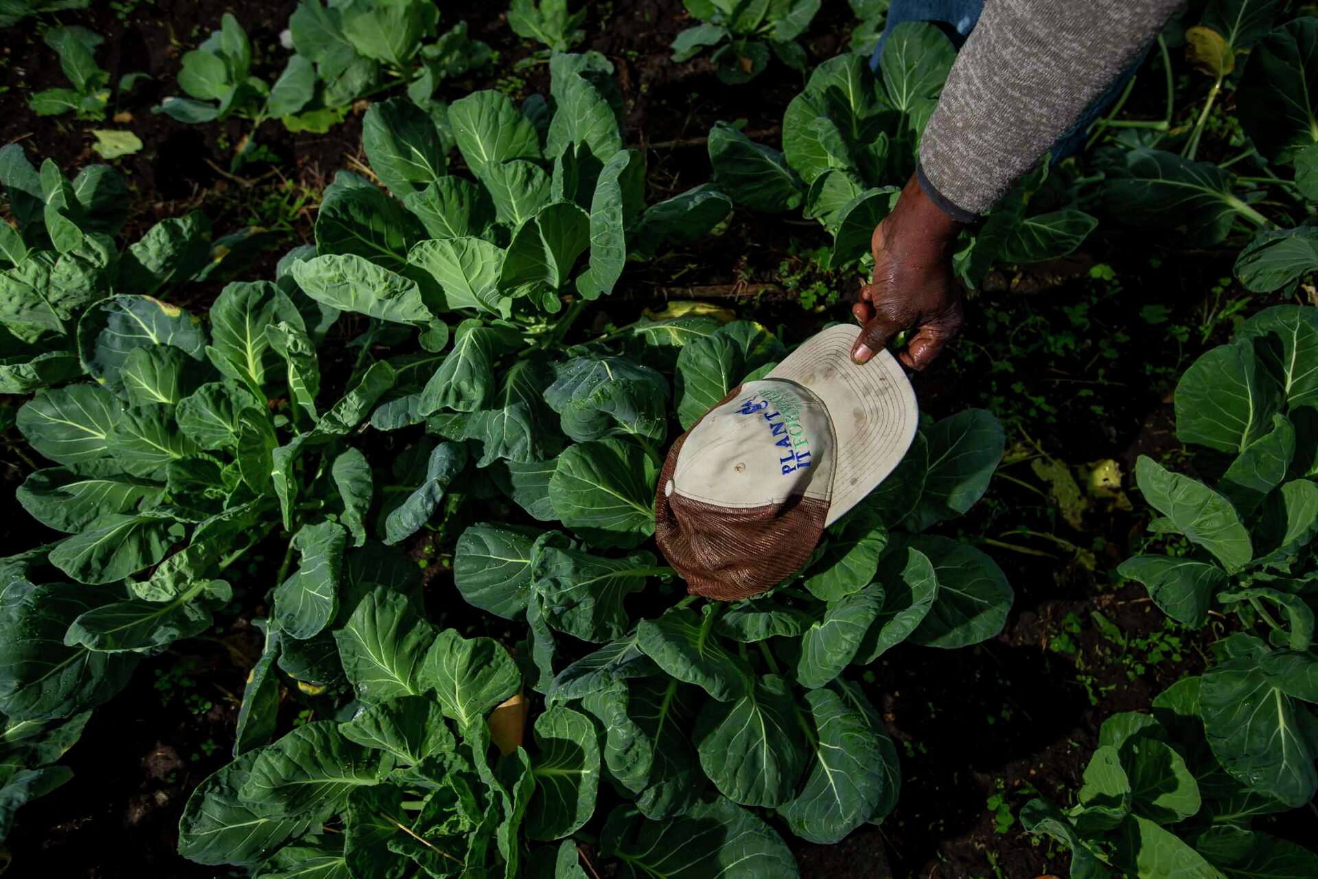 This refugee family fled Congo. In Houston they grow organic vegetables.
