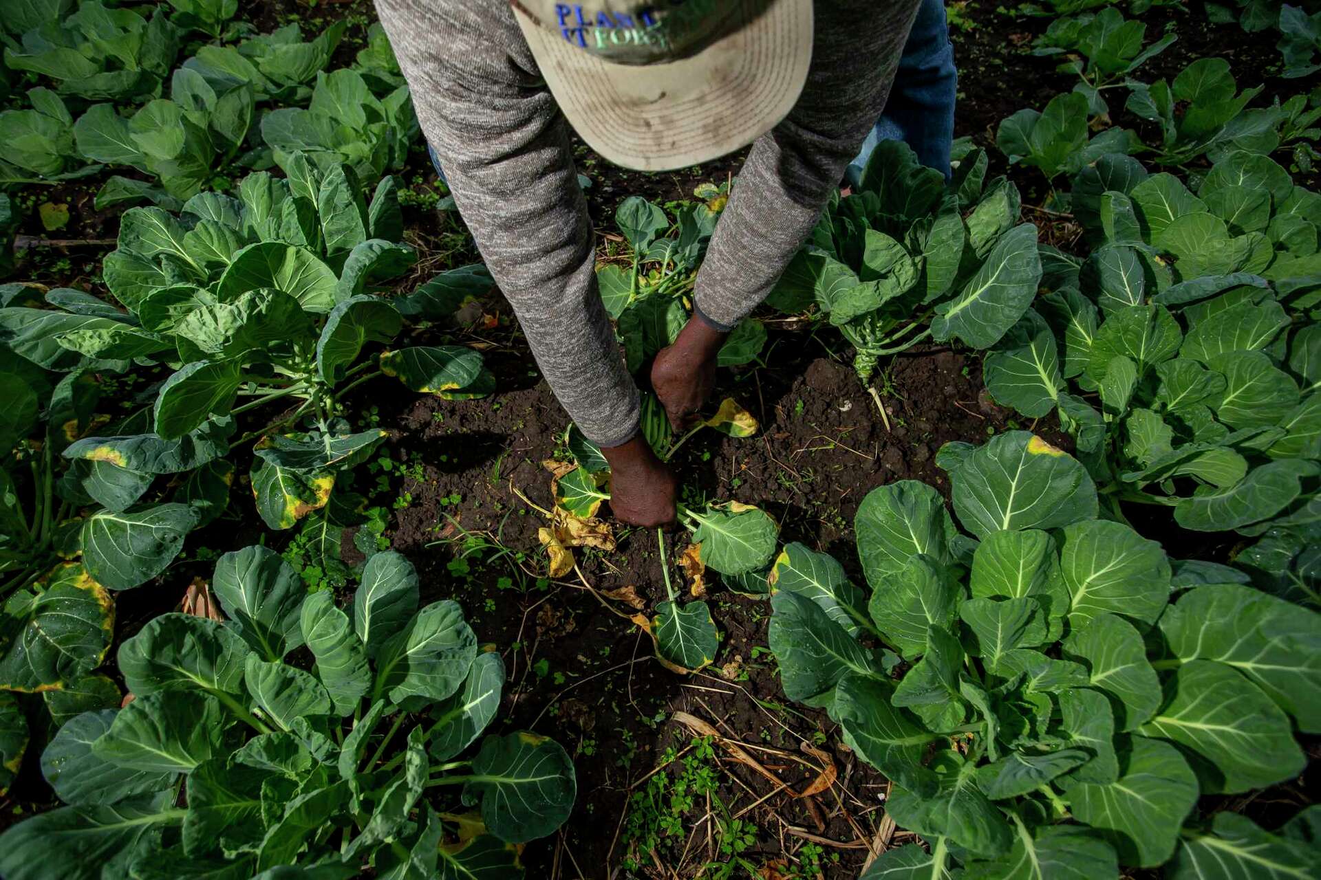 This refugee family fled Congo. In Houston they grow organic vegetables.