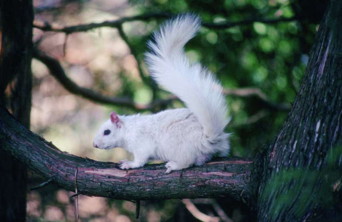 White squirrels show up in Stratford again