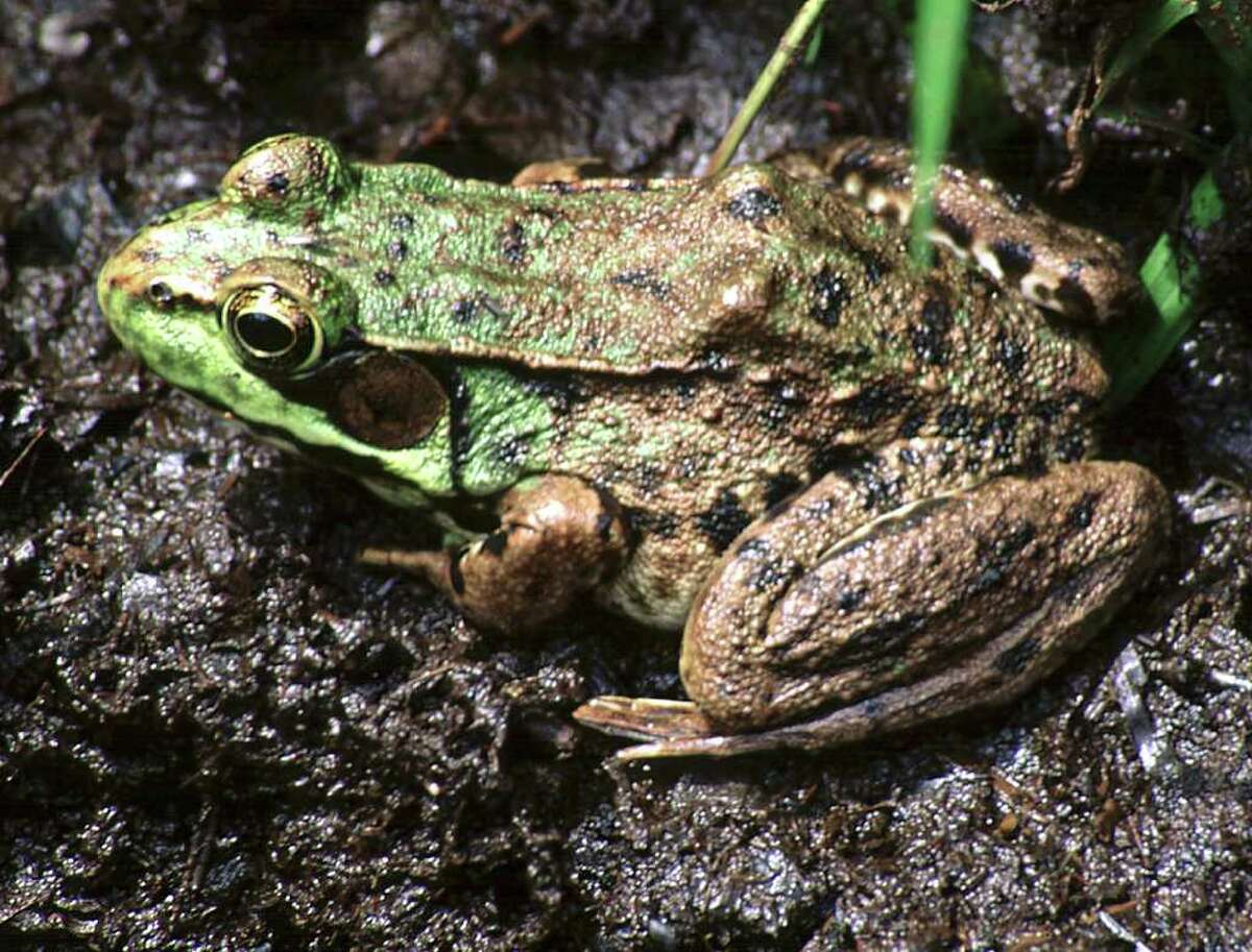 Bullfrogs offer their serenade of summer