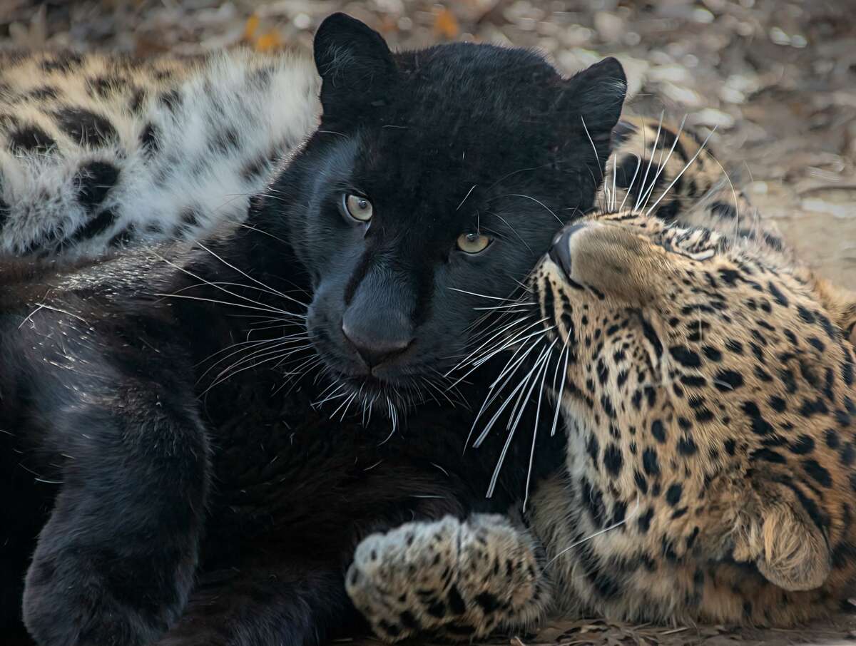 First birthday party at Connecticut’s Beardsley Zoo for Amur leopards
