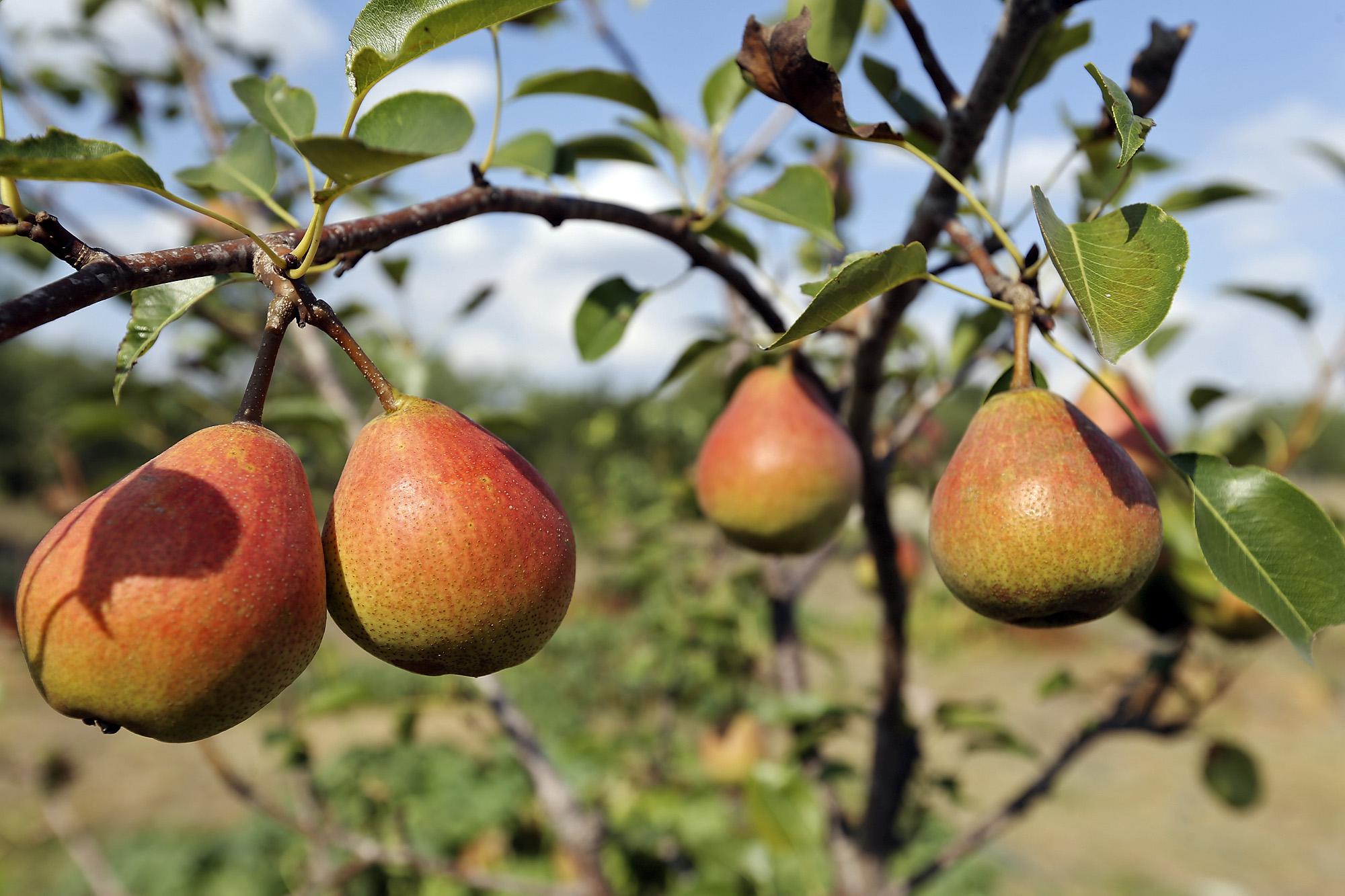 Gardening: Growing figs, apples, pears and plums in your San Antonio ...