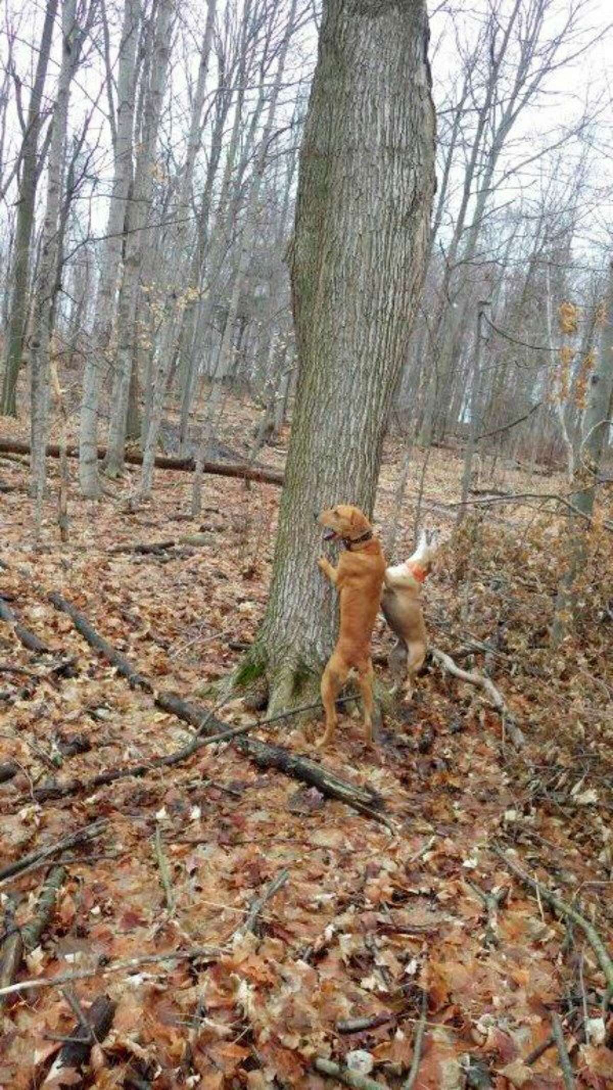 Tom Lounsbury: Squirrel dogs as dependable as a loyal friend