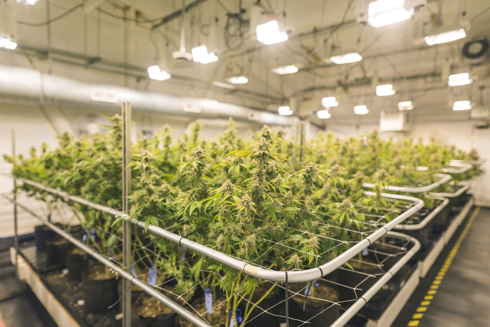 How To Redesign Your Indoor Grow For Sustainability