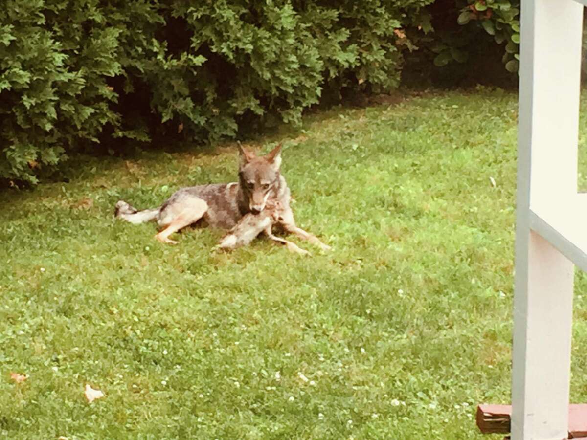 Warning: Aggressive coyotes could eat your pets during mating season