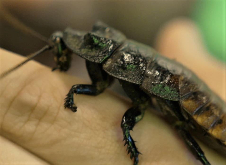 Name a hissing roach for your love bug this Valentine's Day