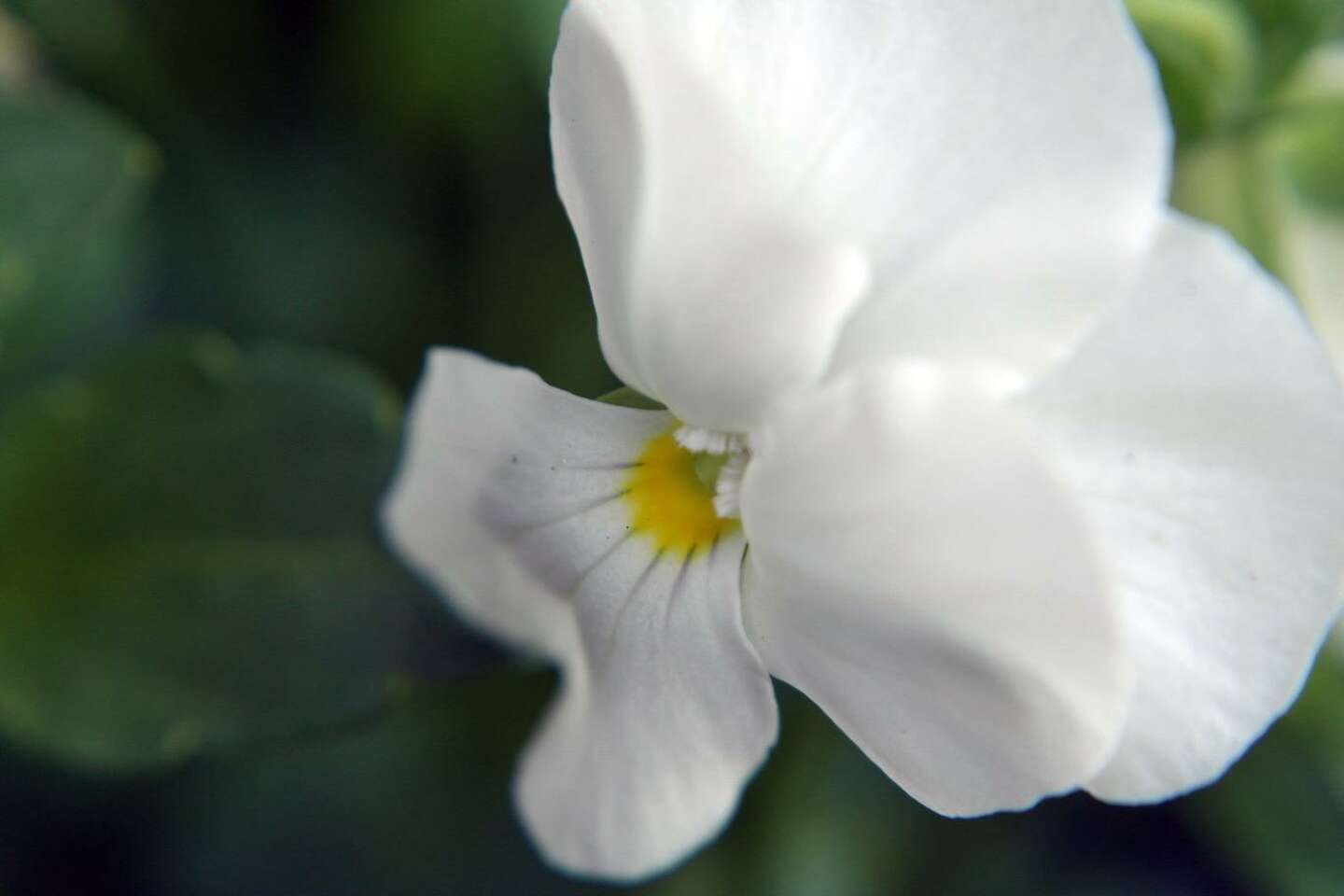 Try these winter white plants in the garden