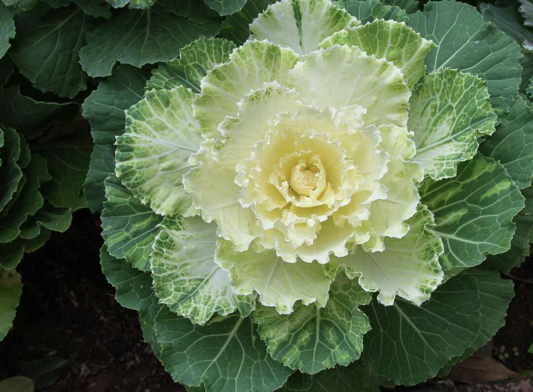 Try these winter white plants in the garden