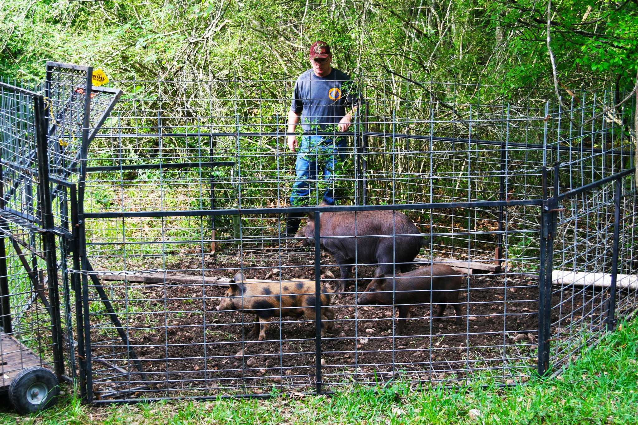 Noack green lights feral hog trapping pilot program in Woodlands