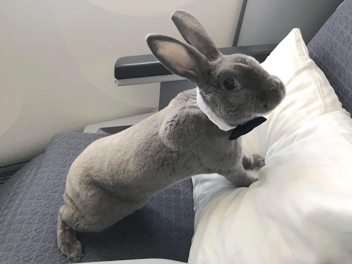 A rabbit got the VIP treatment on an SFO flight to Japan, and the ...