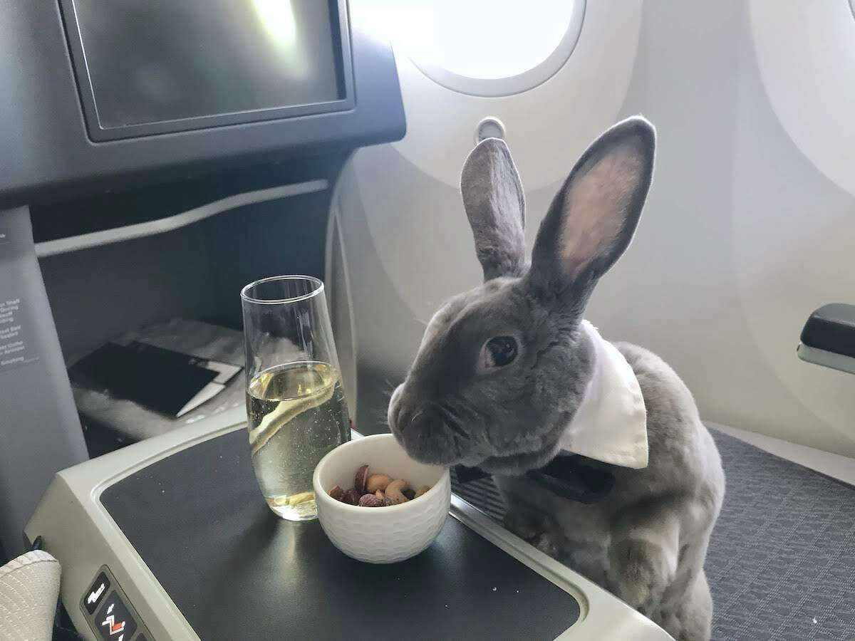 A rabbit got the VIP treatment on an SFO flight to Japan, and the ...