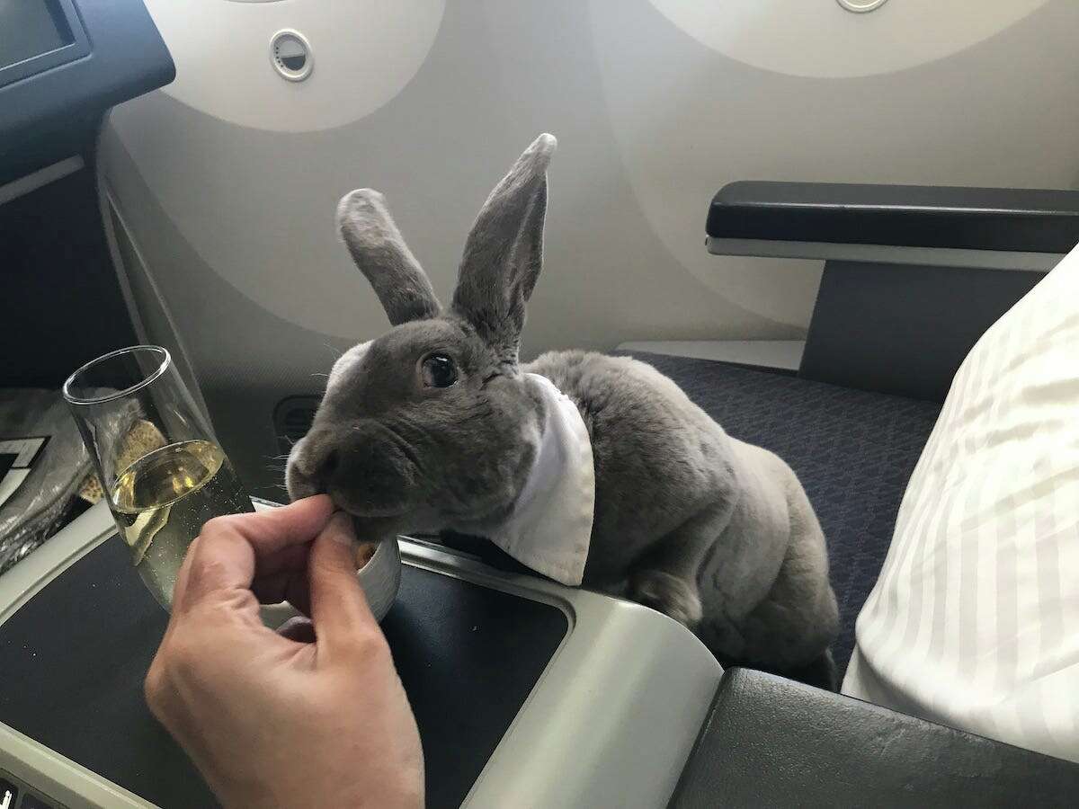 A rabbit got the VIP treatment on an SFO flight to Japan, and the ...